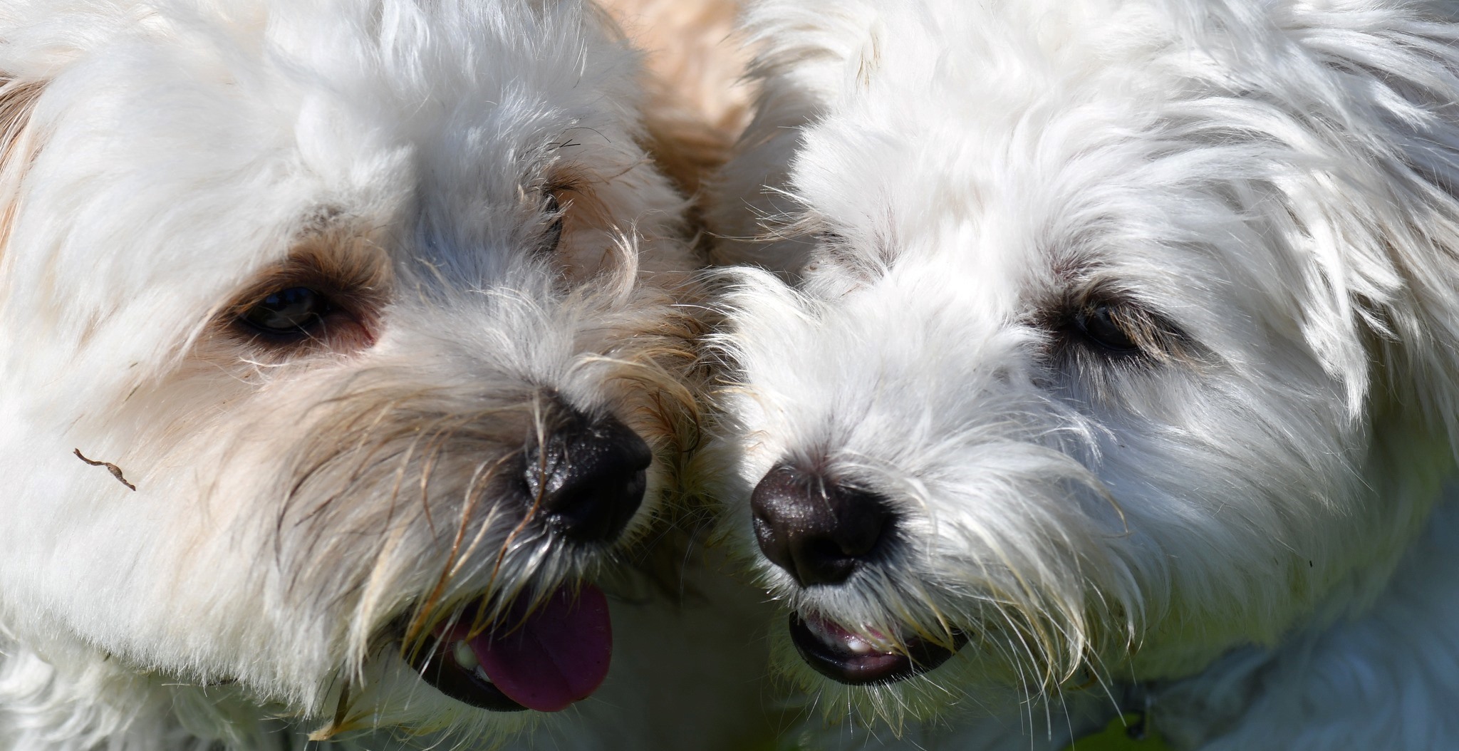 Our Dogs | Willowdale Farm