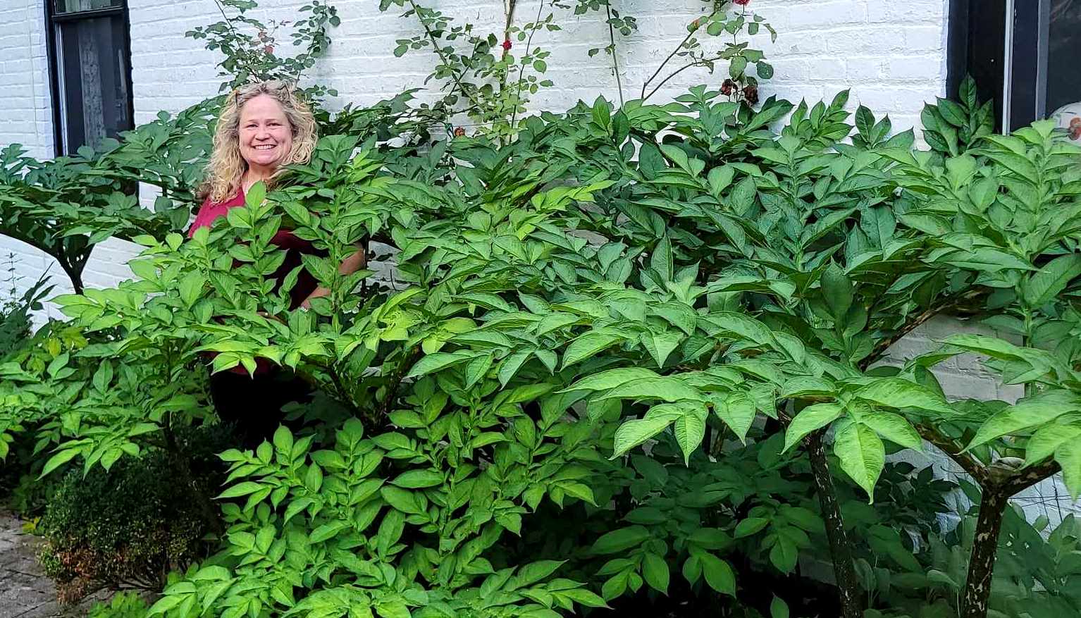 Amorphophallus konjac, the Voodoo Lily | Willowdale Farm