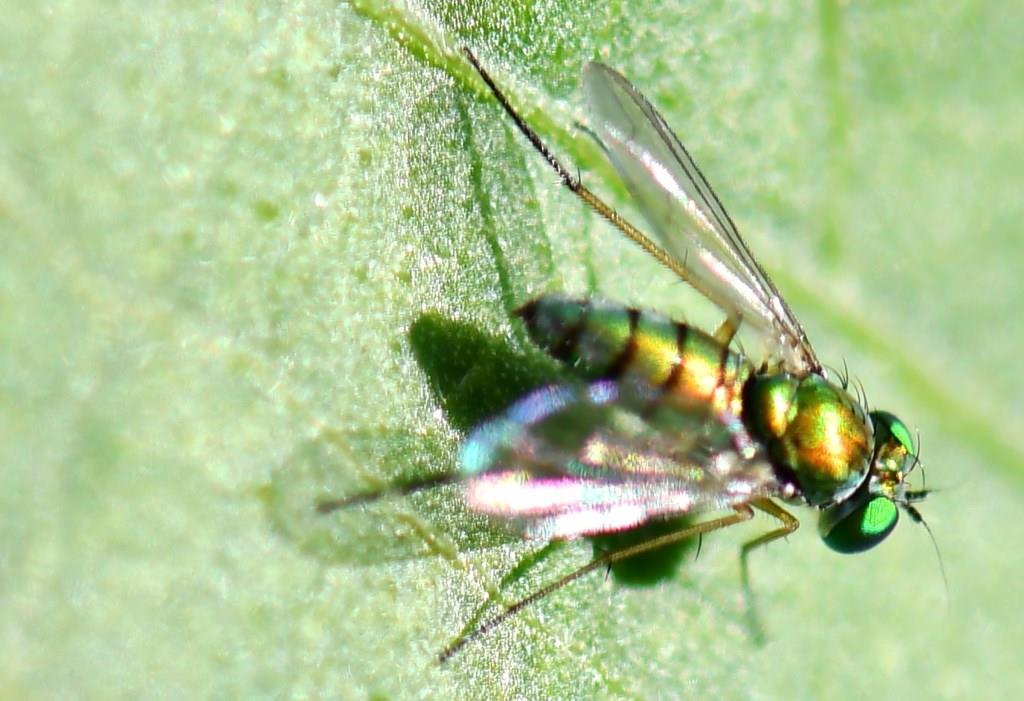 Flies in the Garden | Willowdale Farm